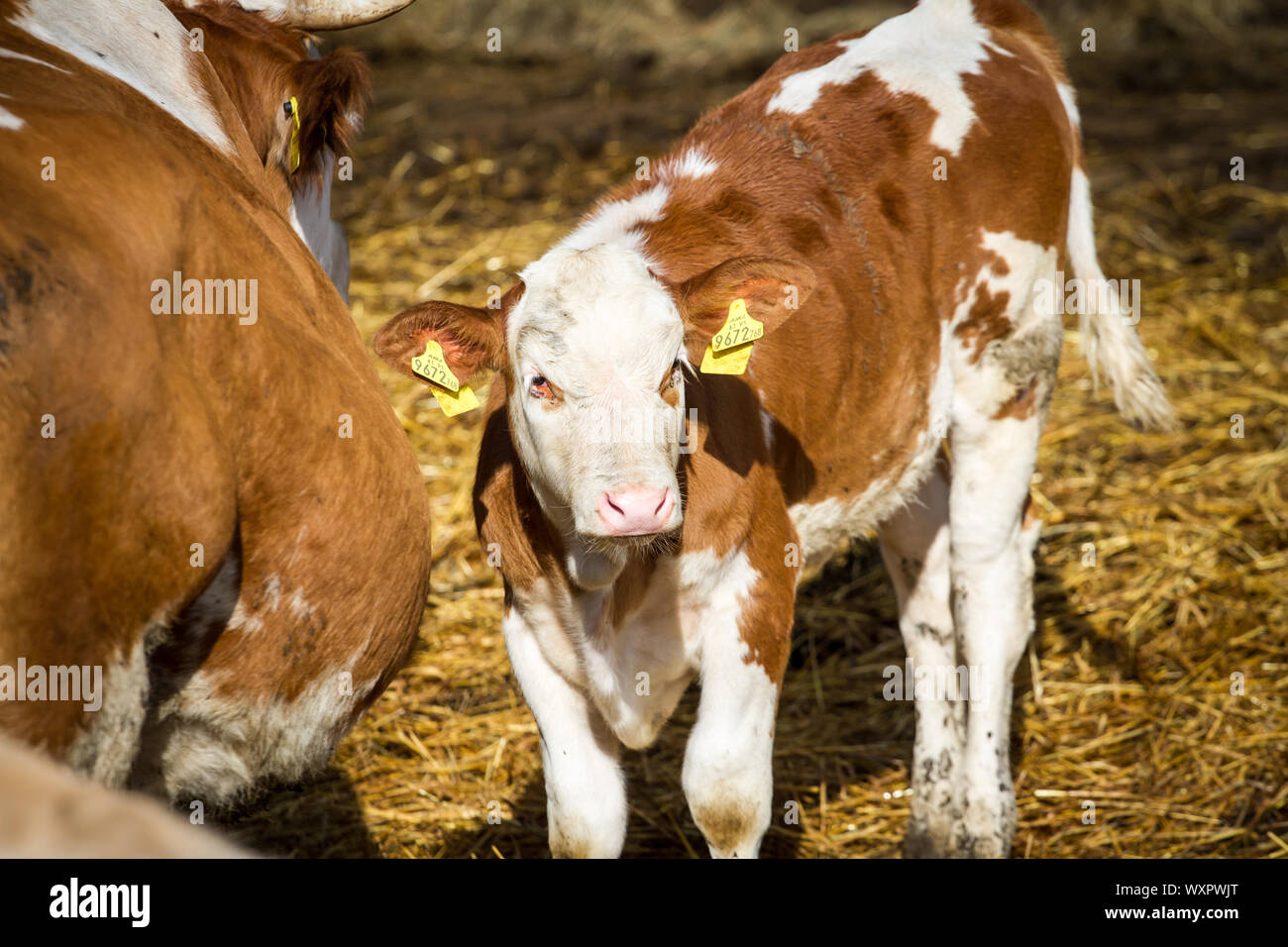 Free range calf Stock Photo - Alamy