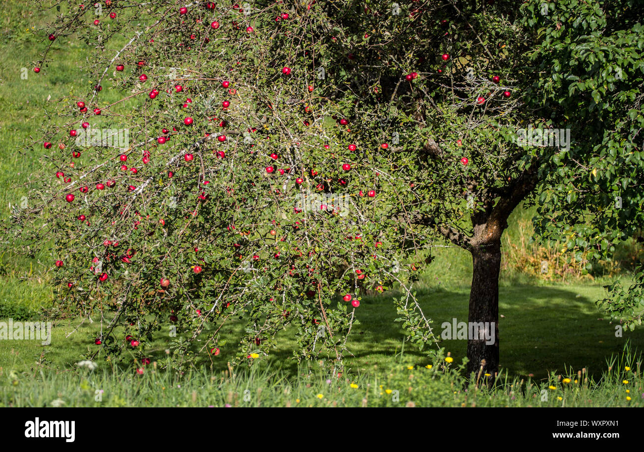 Apple tree with red apples in the Waldviertel, Austria Stock Photo - Alamy