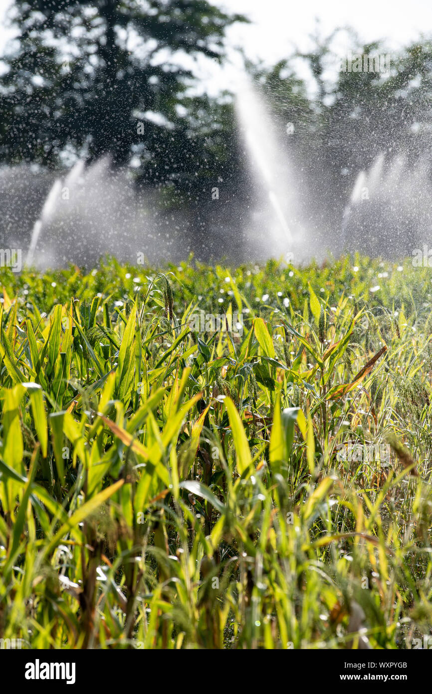 Irrigation system watering young green corn field in the agricultural ...