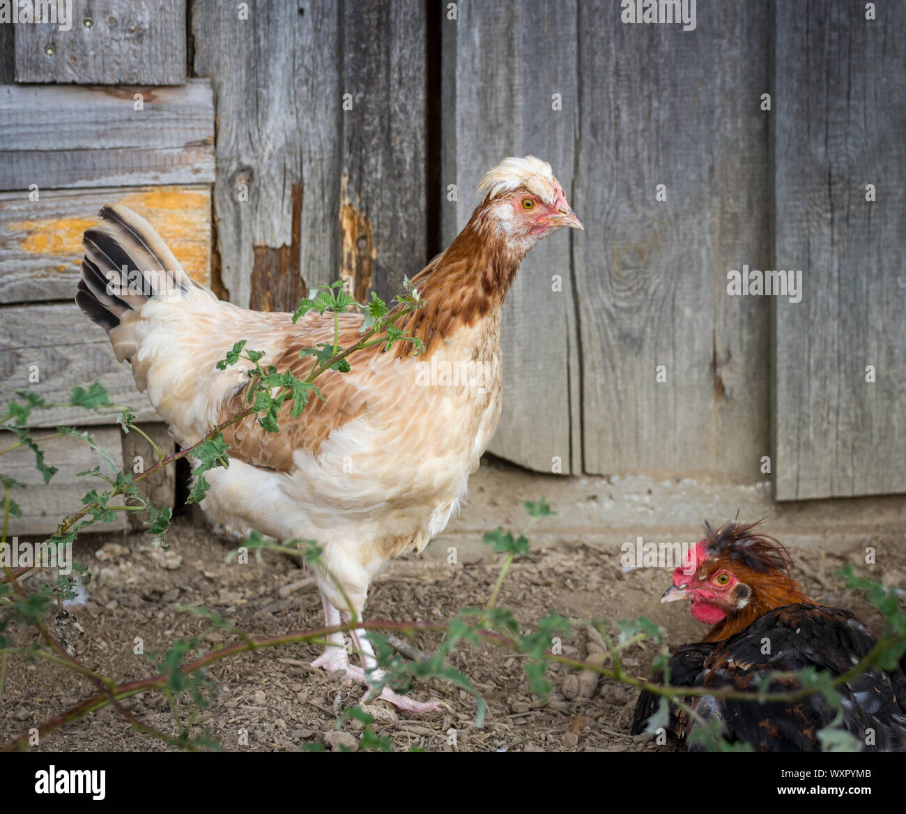 A wheat colored, crested Sulmtaler chicken hen - a critically ...