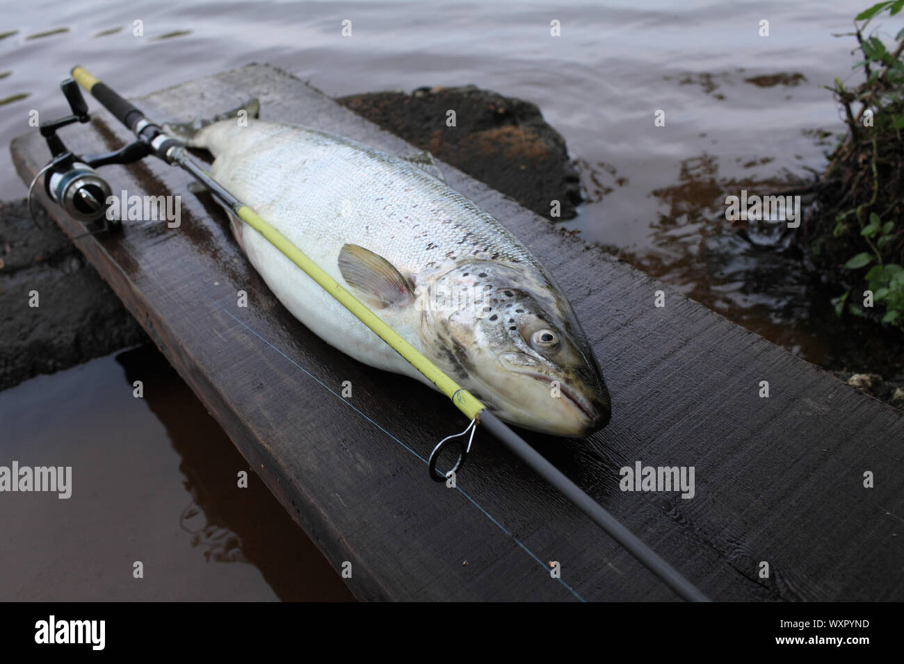 trophy catch big trout fish with fishing rod close to Stock Photo - Alamy