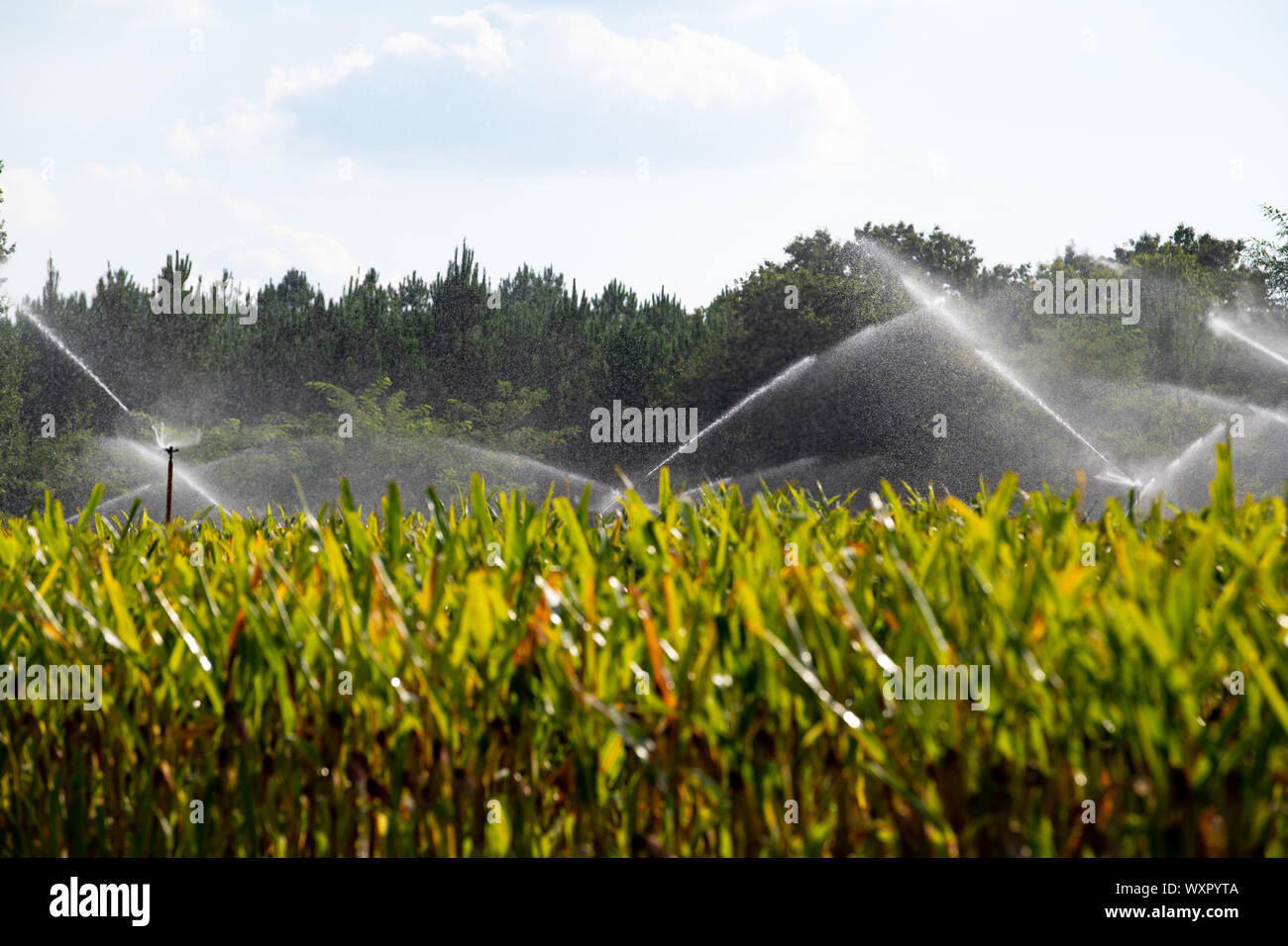 Irrigation system watering young green corn field in the agricultural ...
