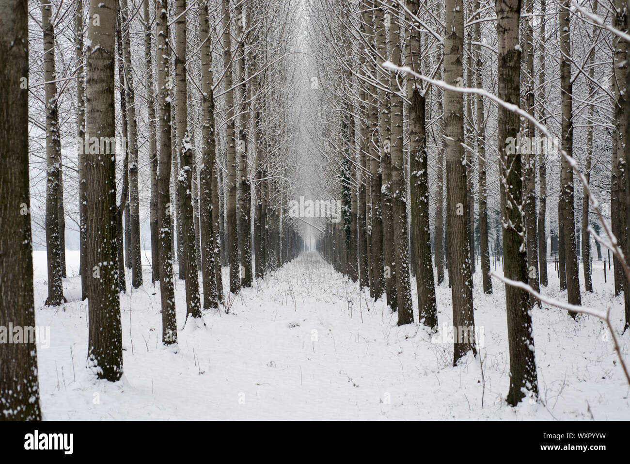 Winter Alley with Trees and Snow in Switzerland Stock Photo - Alamy