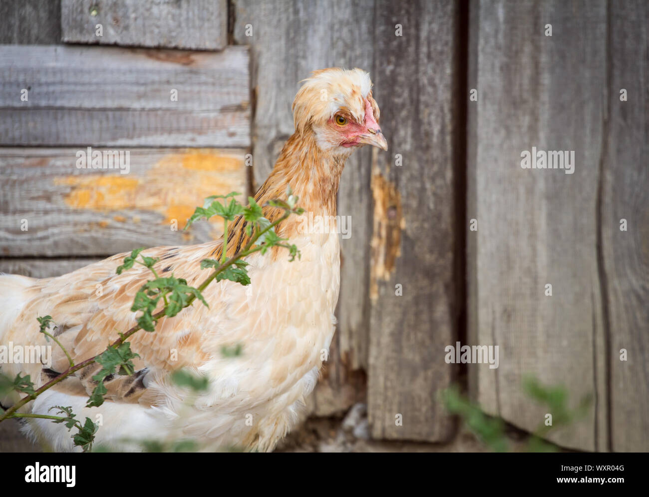 A wheat colored, crested Sulmtaler chicken hen - a critically ...
