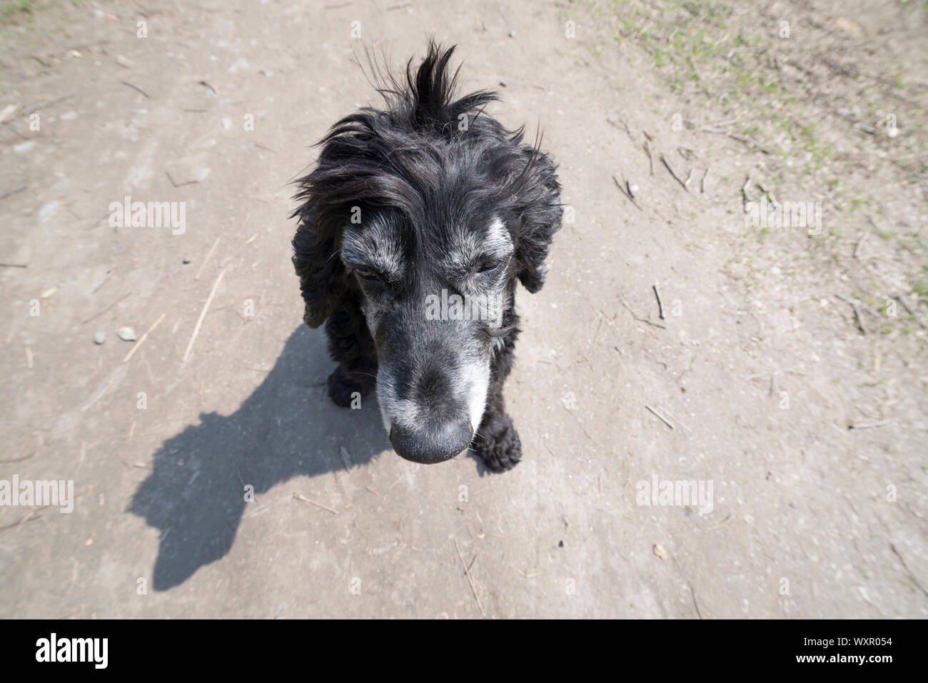Dog sitting down hi-res stock photography and images - Alamy