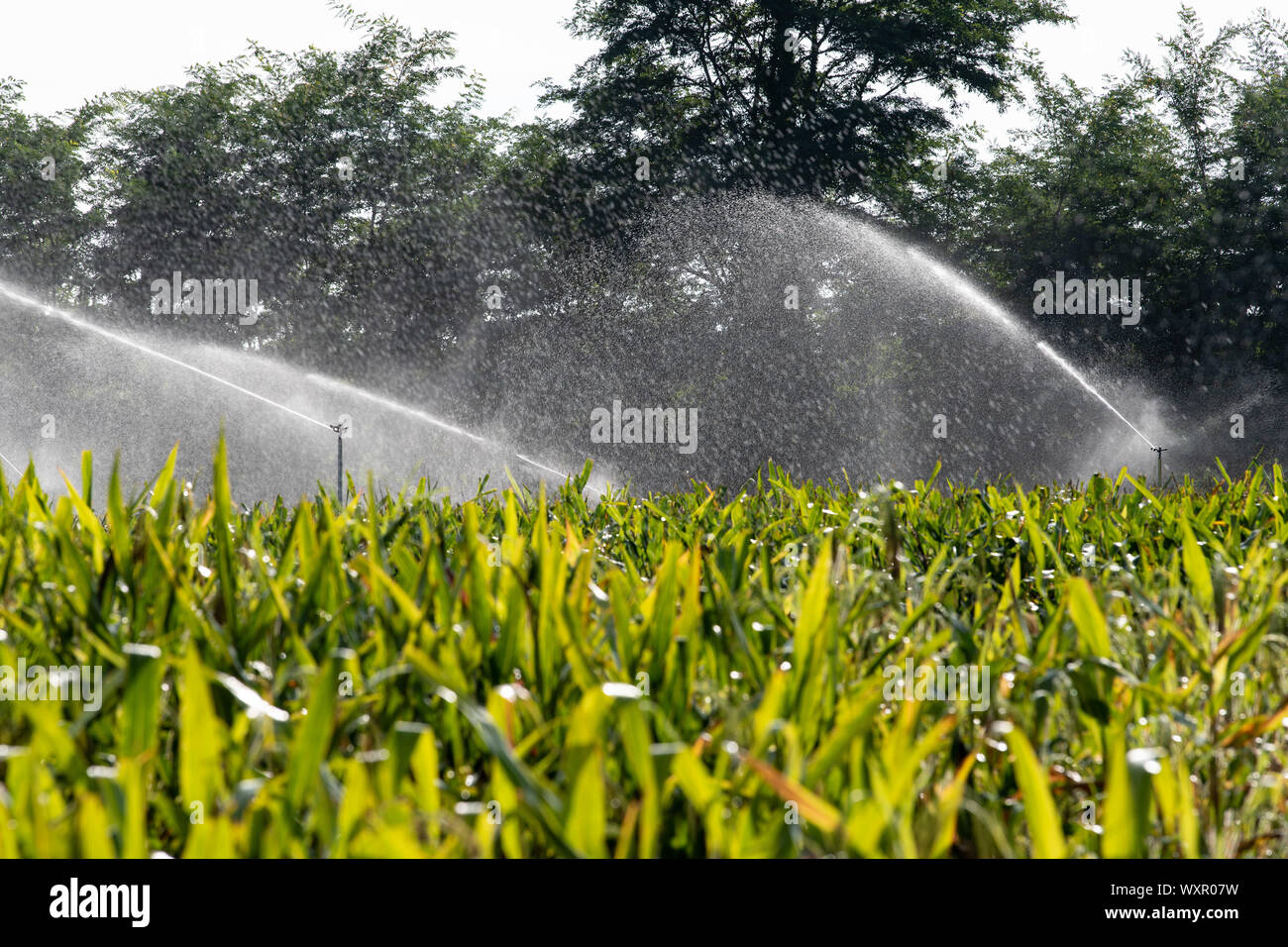 Irrigation system watering young green corn field in the agricultural ...