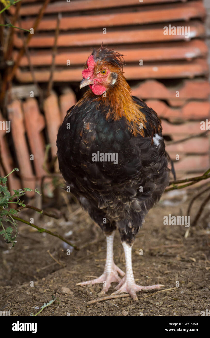 A crested Sulmtaler chicken rooster - a critically endangered chicken ...