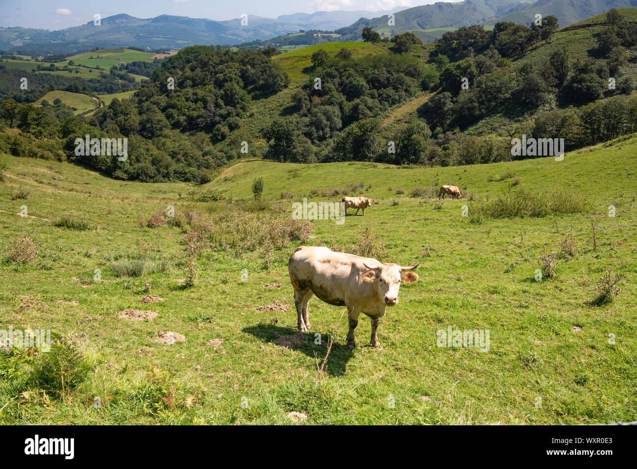Happy cute brown cows enjoying in basque mountains, basque country ...