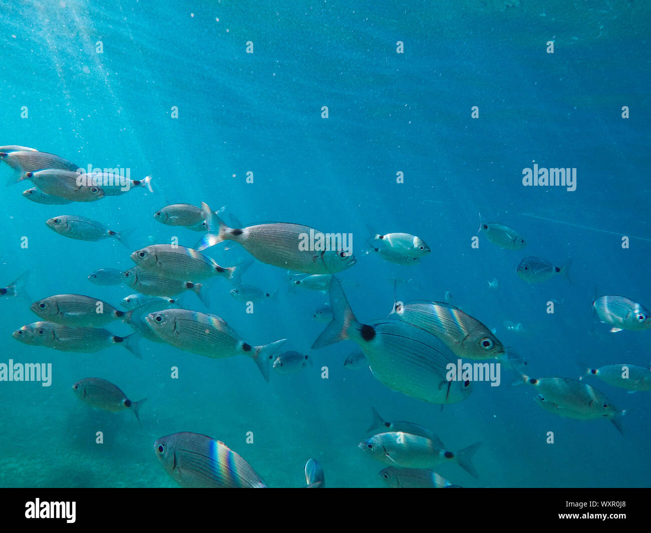 lot of of big fish swim near the diver and the seabed Stock Photo - Alamy