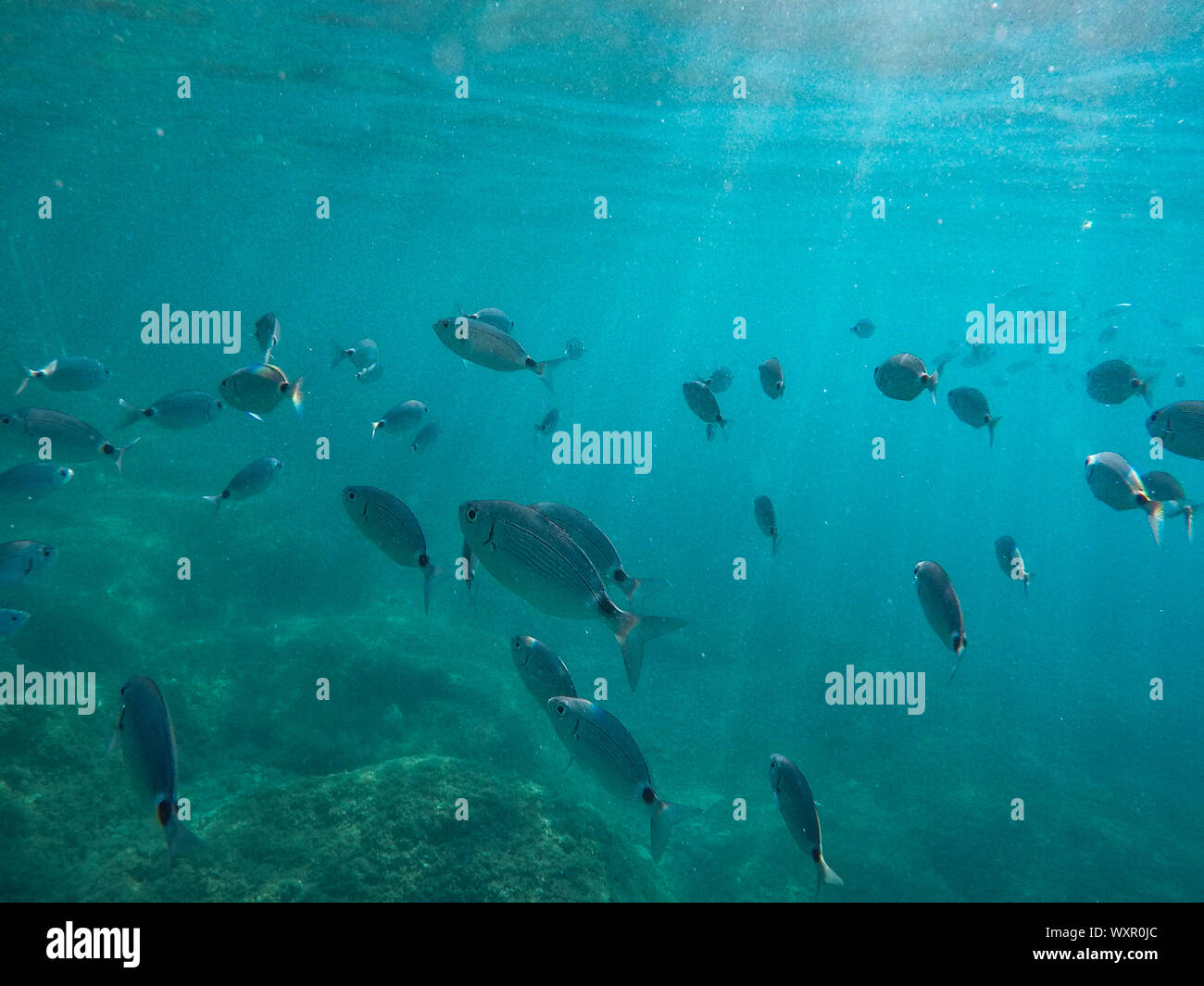 lot of of big fish swim near the diver and the seabed Stock Photo - Alamy