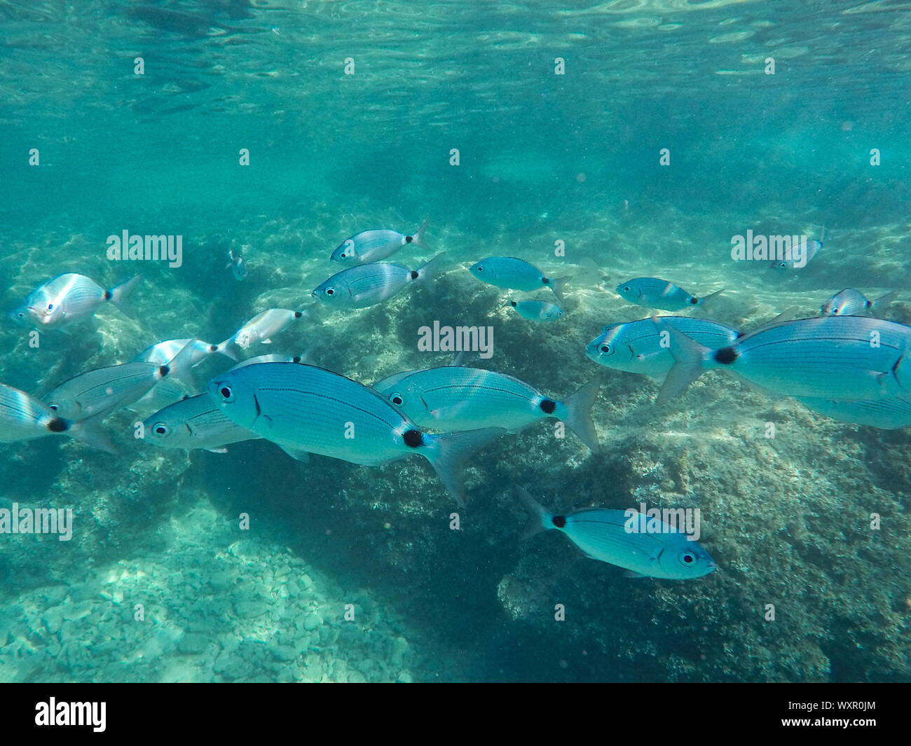Group under sea fish big hi-res stock photography and images - Alamy