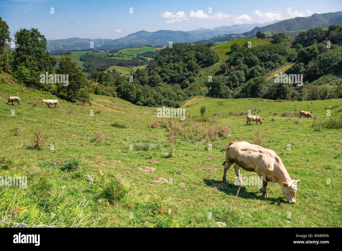 Happy cute brown cows enjoying in basque mountains, basque country ...