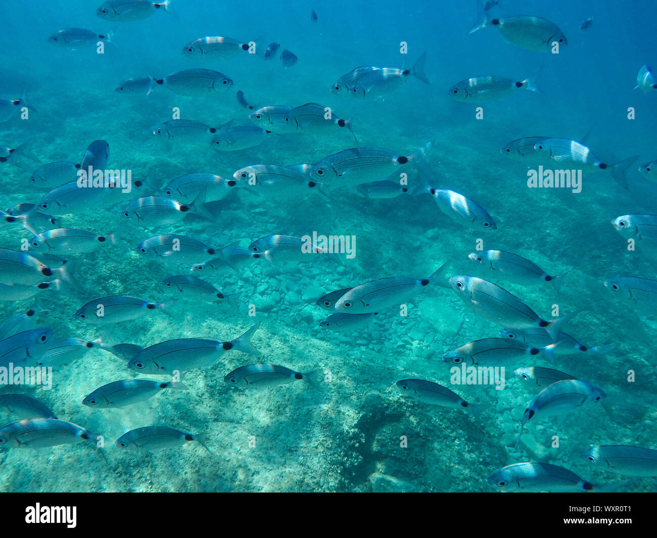 Seabed fish hi-res stock photography and images - Alamy