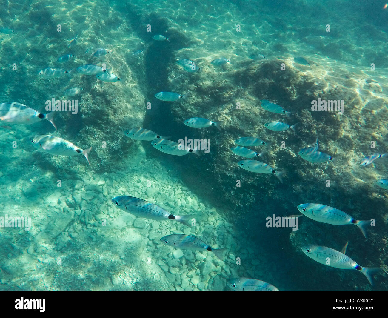 lot of of fish swim near the diver and the seabed Stock Photo - Alamy