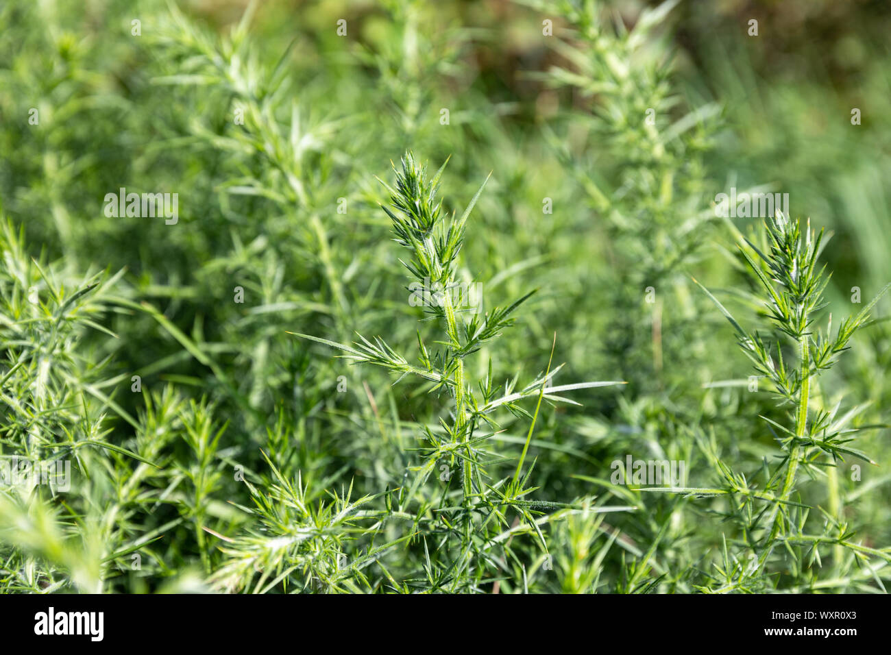 Ulex europaeus gorse hi-res stock photography and images - Alamy