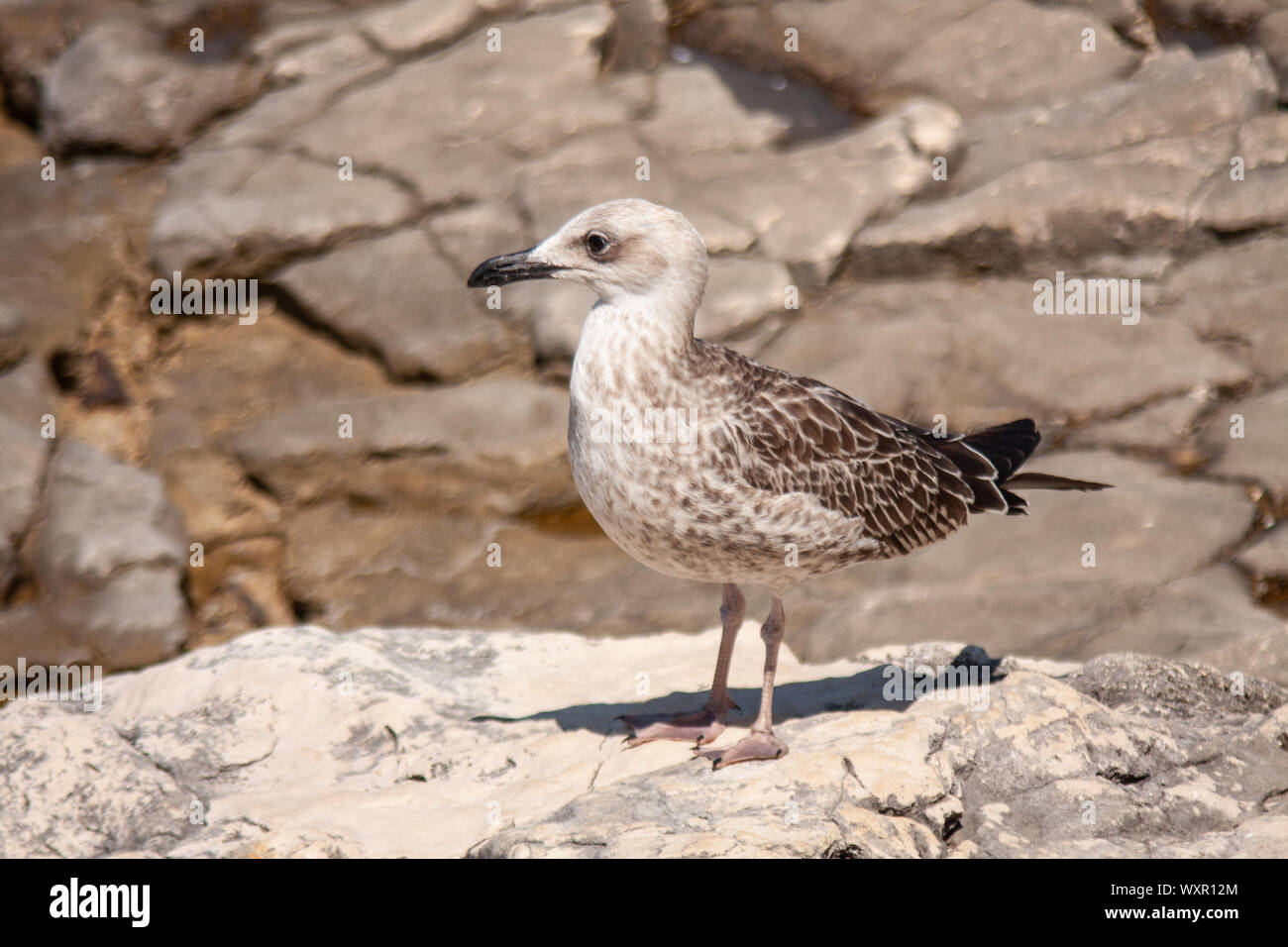 Seagull standing on the rock Stock Photo - Alamy