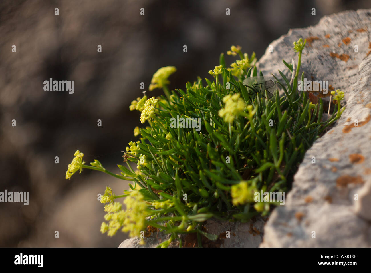Grow from wall hi-res stock photography and images - Alamy