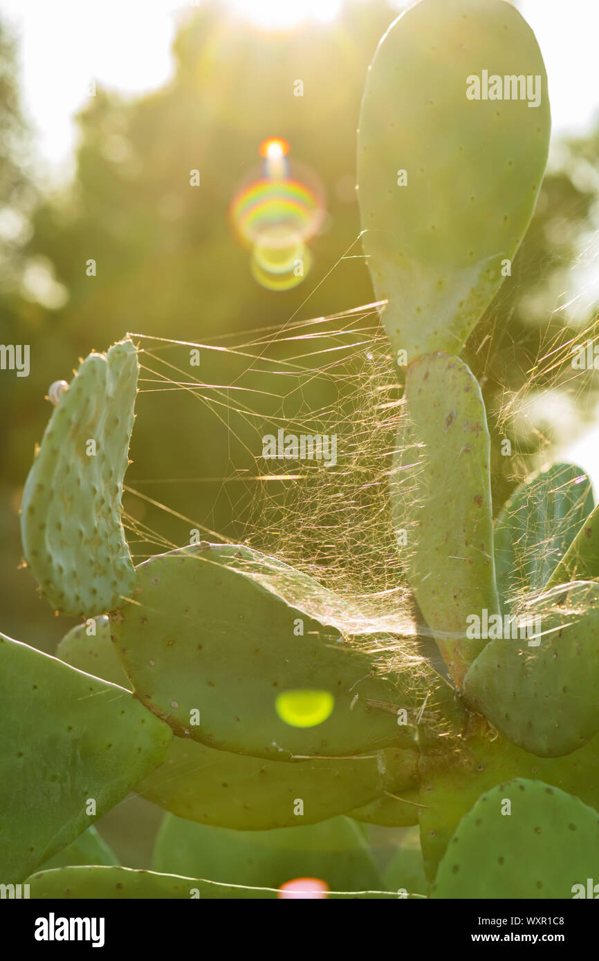 Close-up of Opuntia cactus species with spider web. Beautiful sunset ...