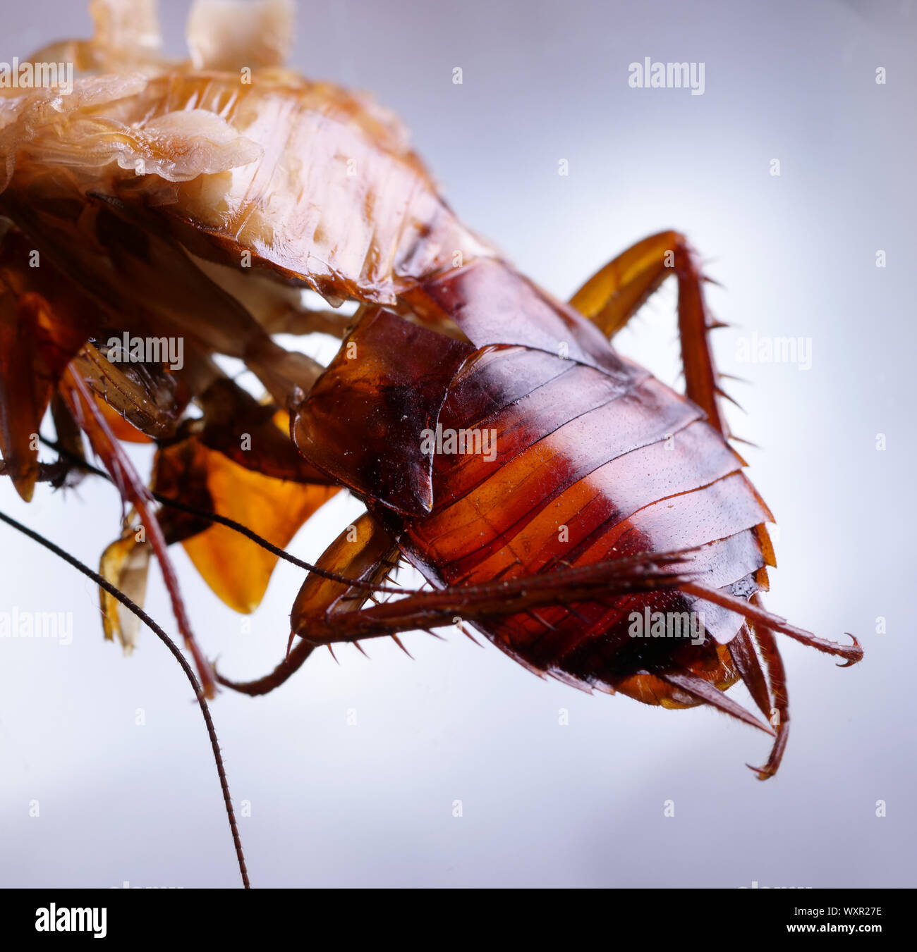 Macro shot of Skin changing stage of a cockroach Stock Photo - Alamy
