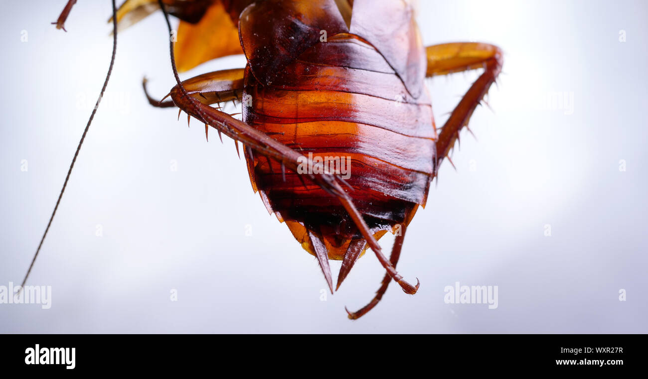 Macro shot of Skin changing stage of a cockroach Stock Photo - Alamy