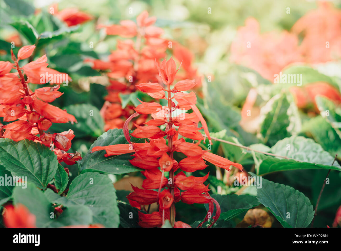 Red Salvia splendens scarlet sage in the garden Stock Photo - Alamy