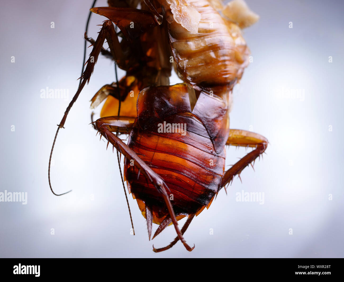 Macro shot of Skin changing stage of a cockroach Stock Photo - Alamy