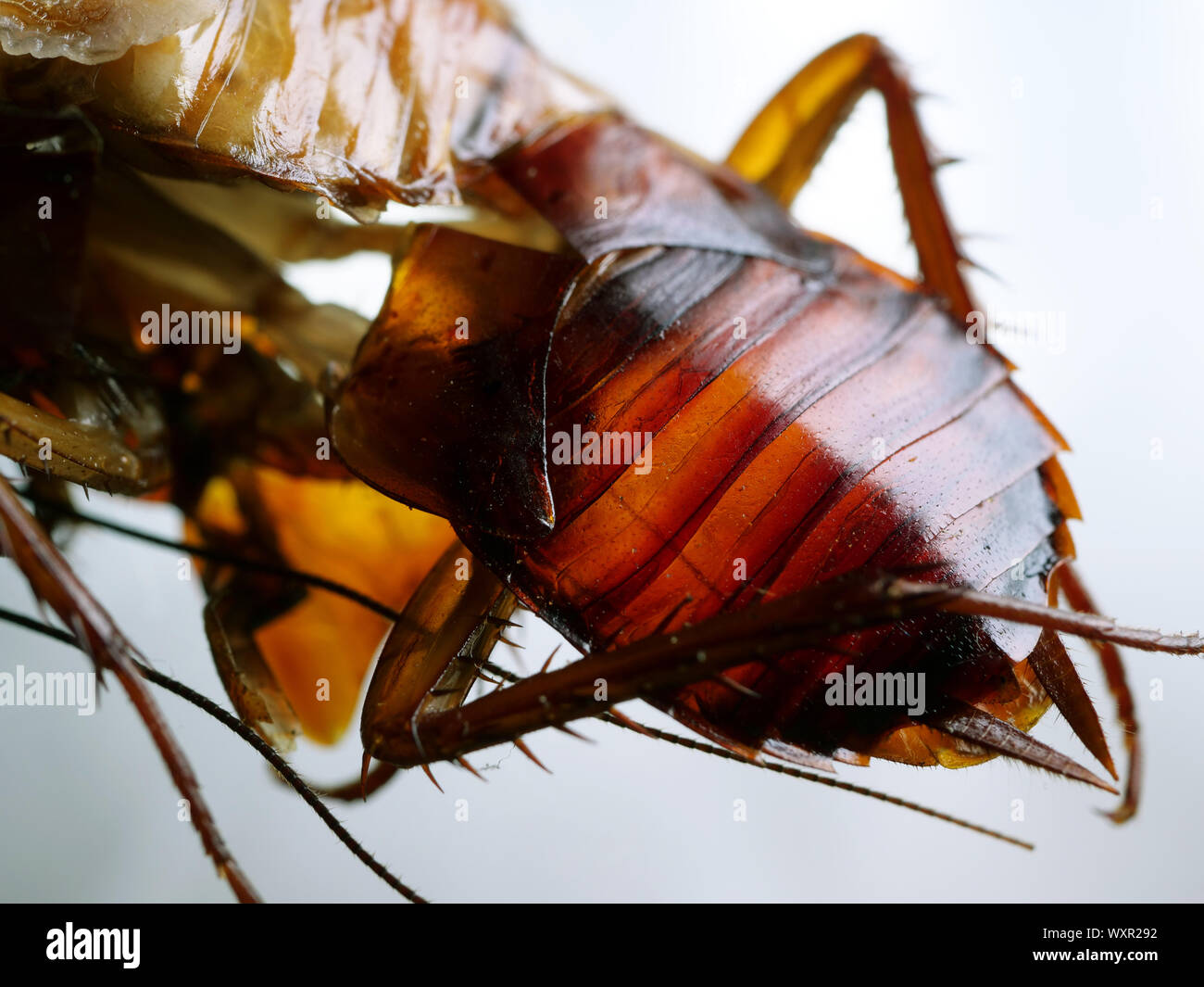 Macro shot of Skin changing stage of a cockroach Stock Photo - Alamy