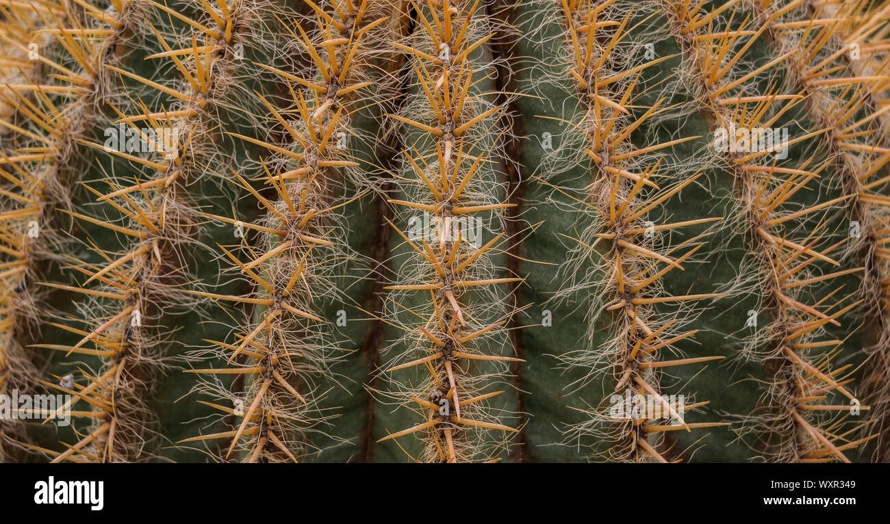 Close up cactus details hi-res stock photography and images - Alamy