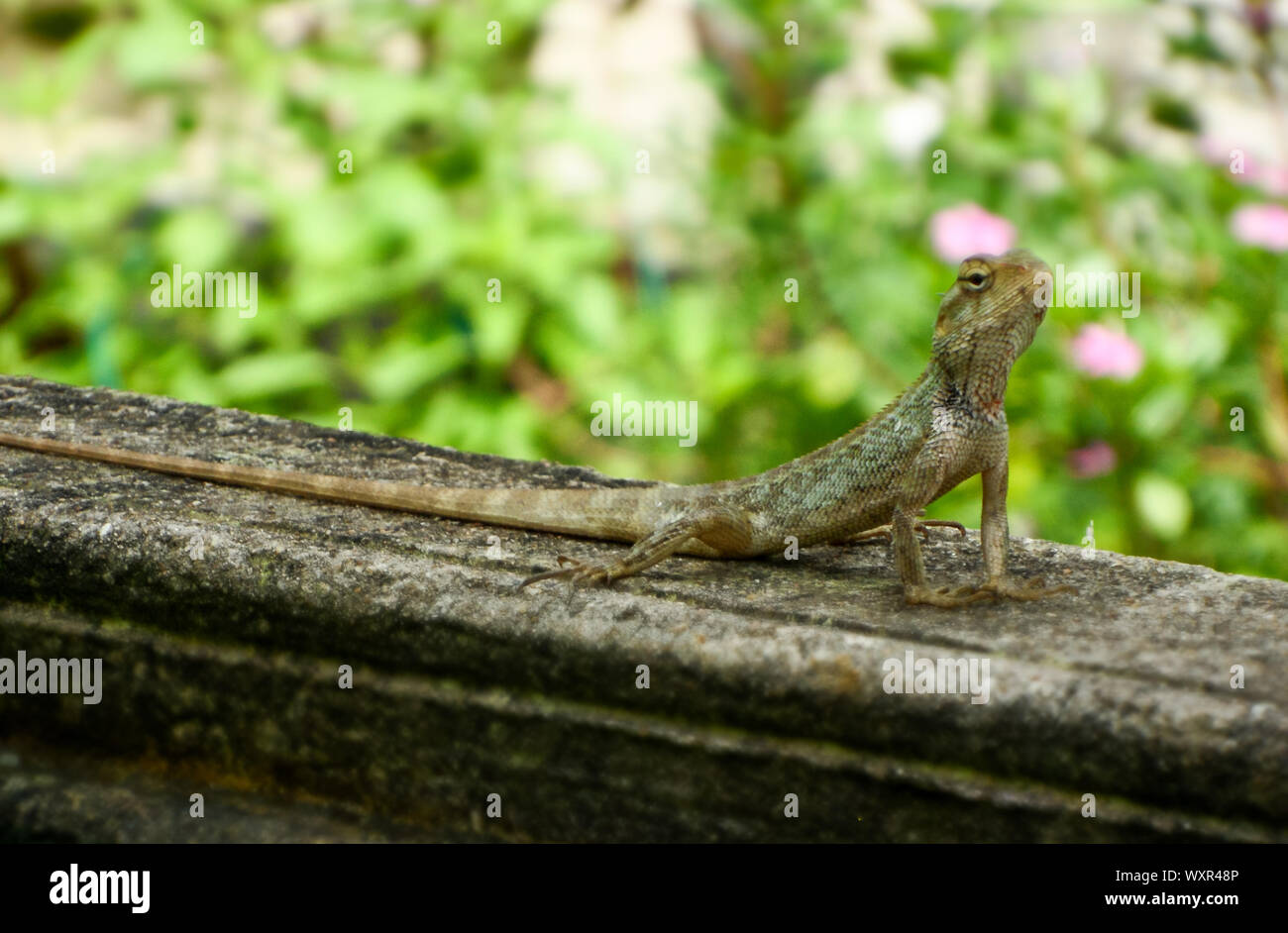 Indian Lizard Designs