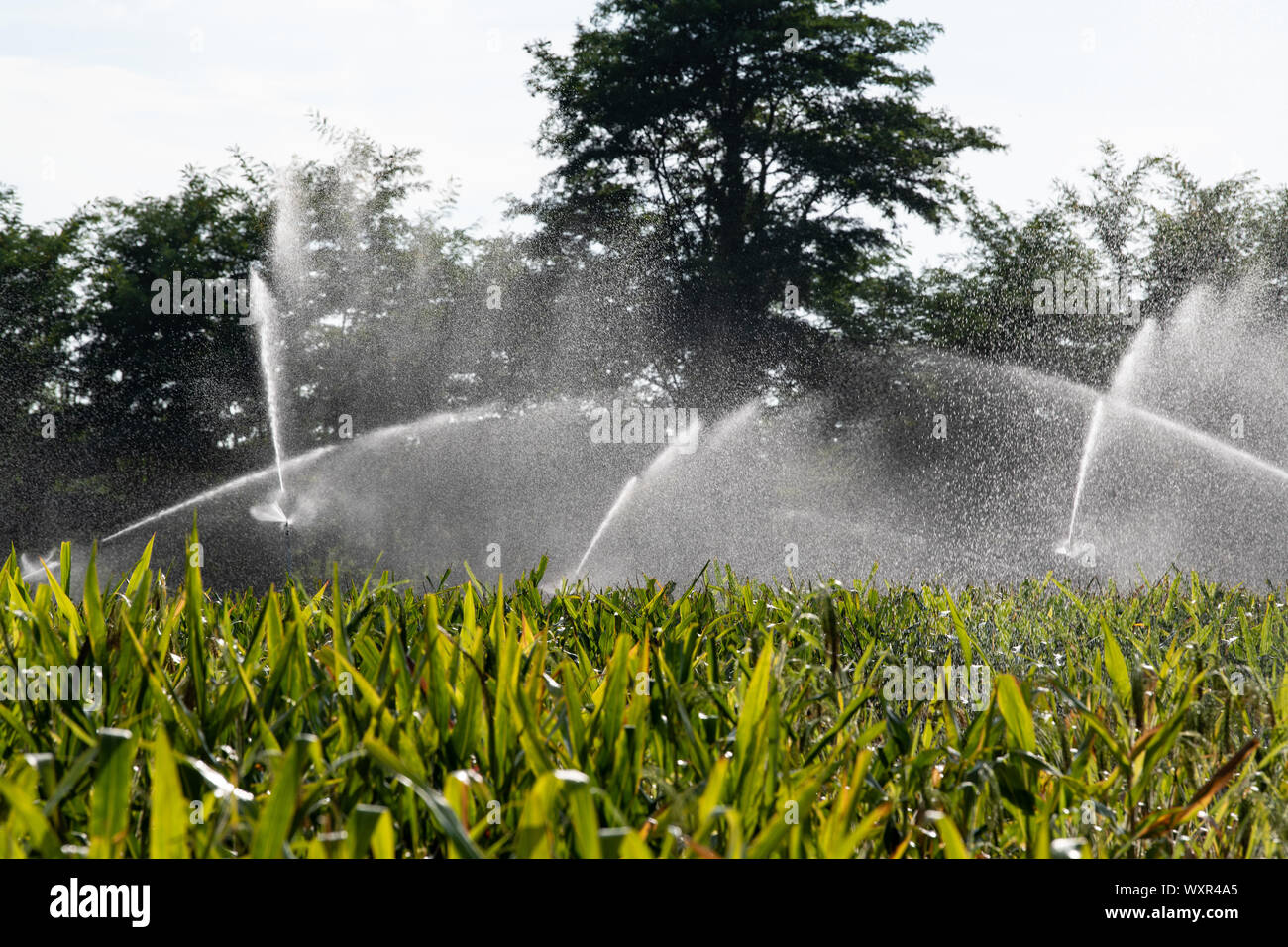 Irrigation system watering young green corn field in the agricultural ...