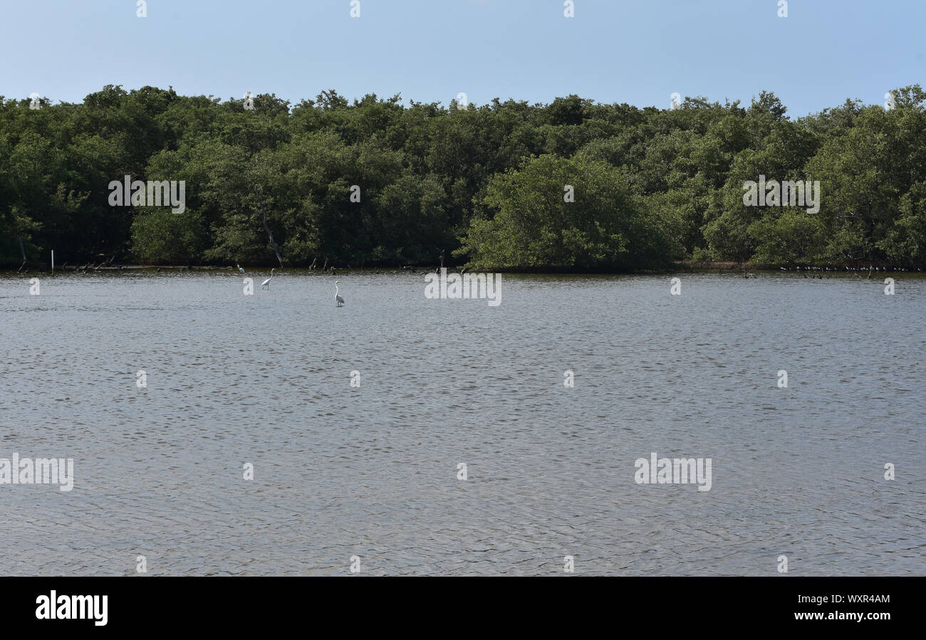 Lagoon and tidal river in the Spanish Lagoon in Aruba Stock Photo - Alamy