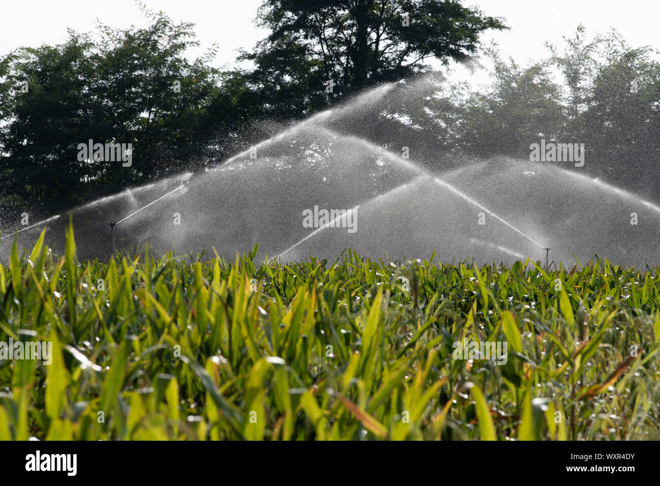 Irrigation system watering young green corn field in the agricultural ...