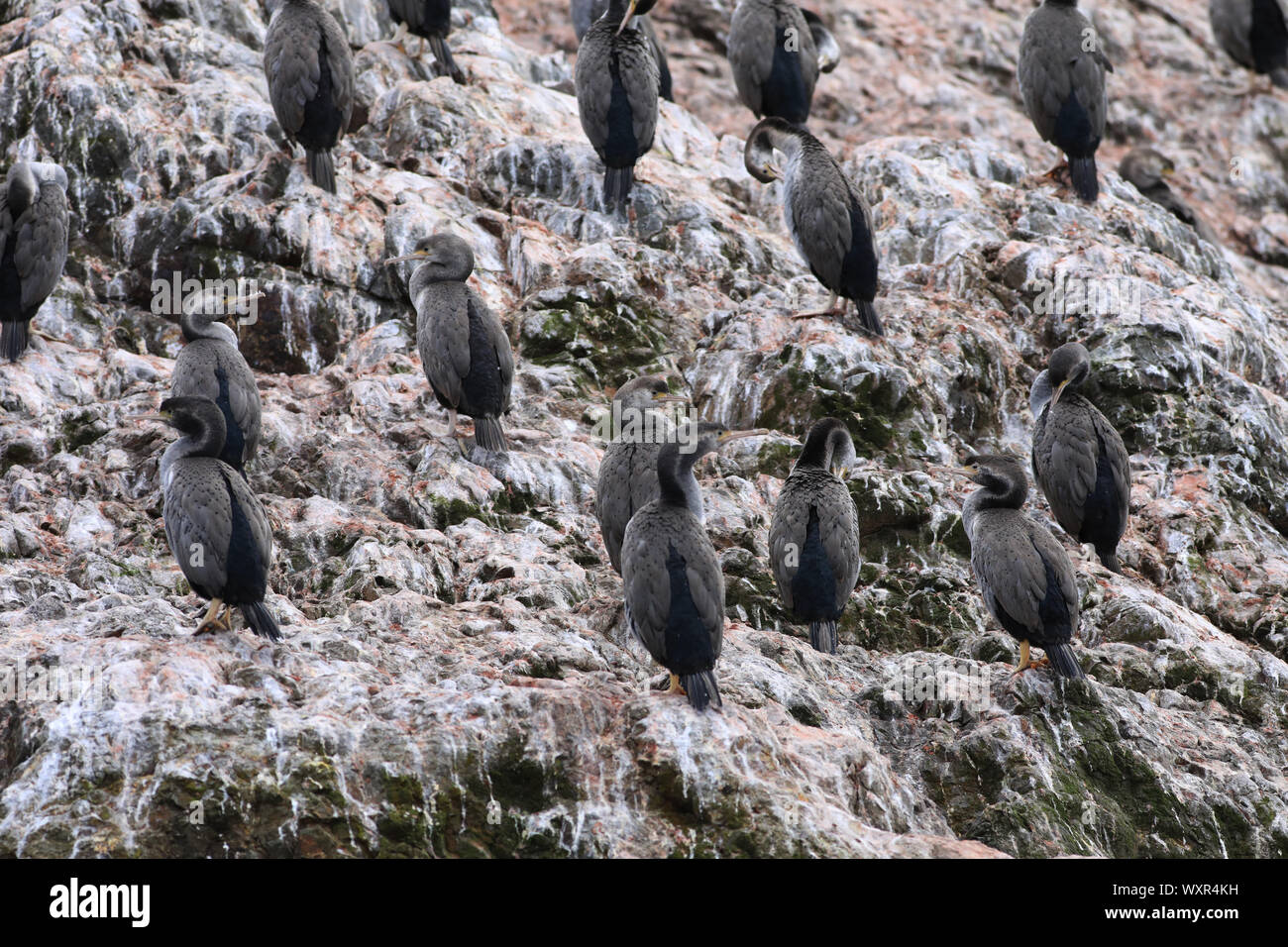Spotted shags new zealand hi-res stock photography and images - Alamy
