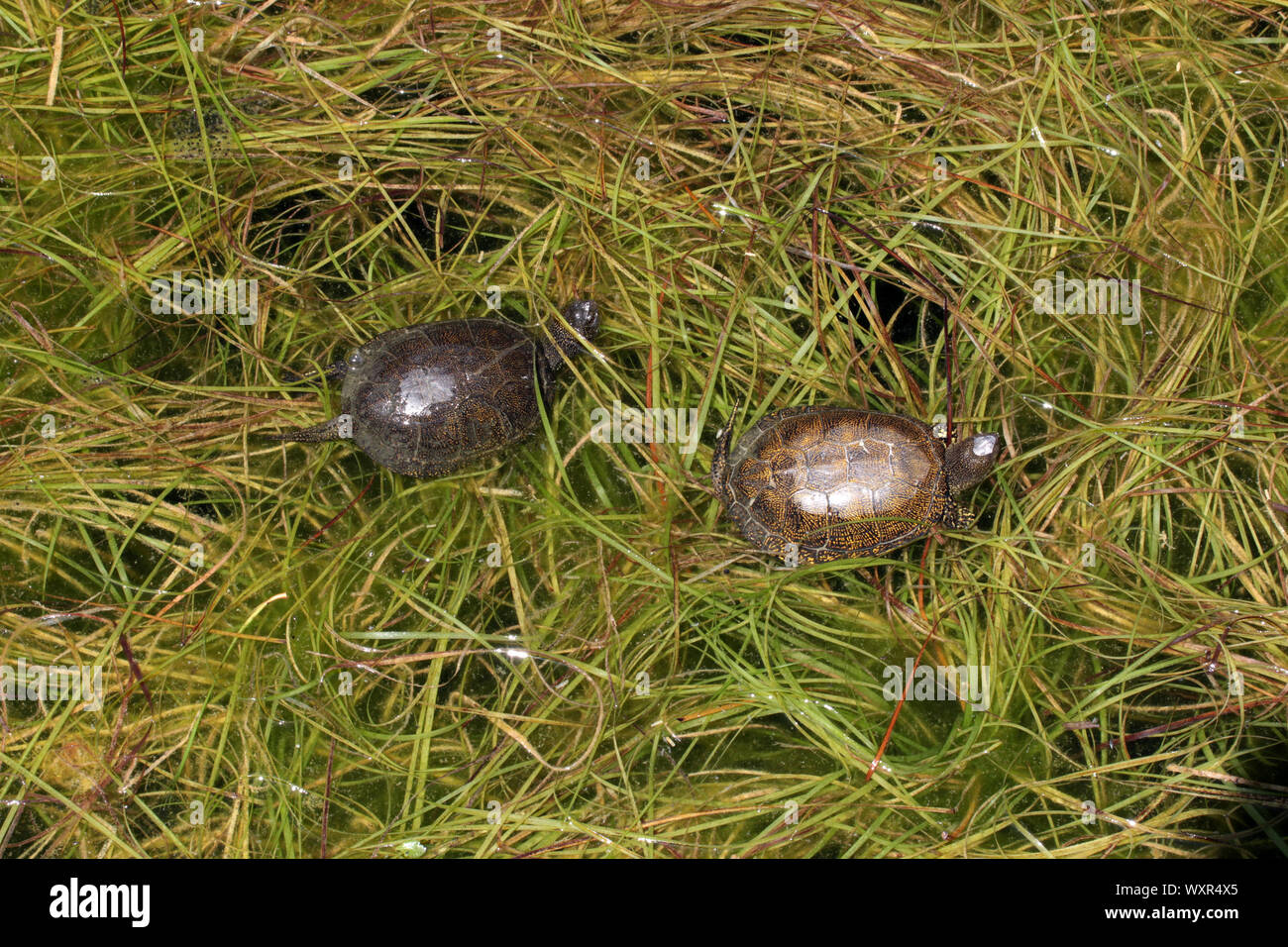 water turtles in the pool Stock Photo - Alamy