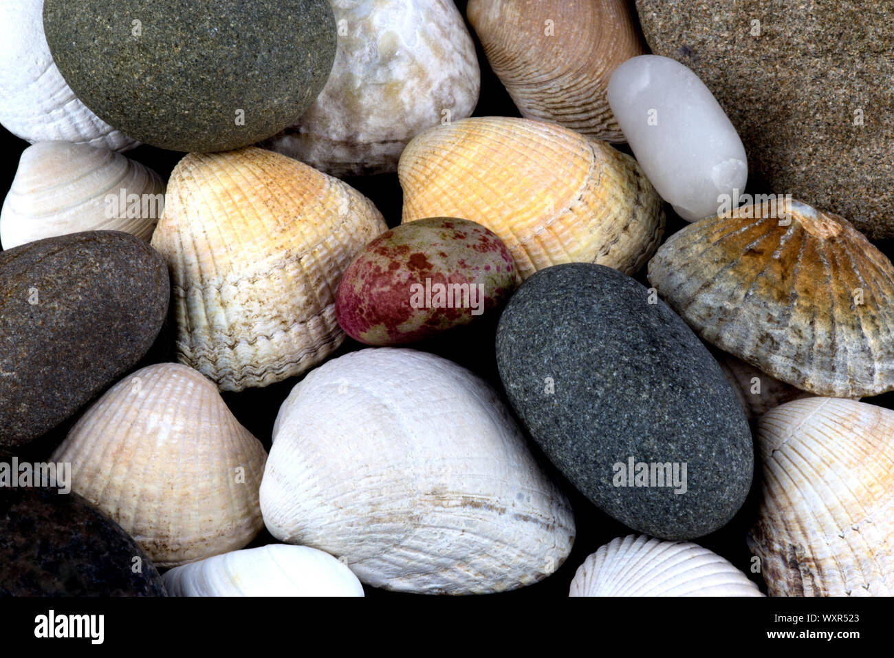 Common sea shells hi-res stock photography and images - Alamy