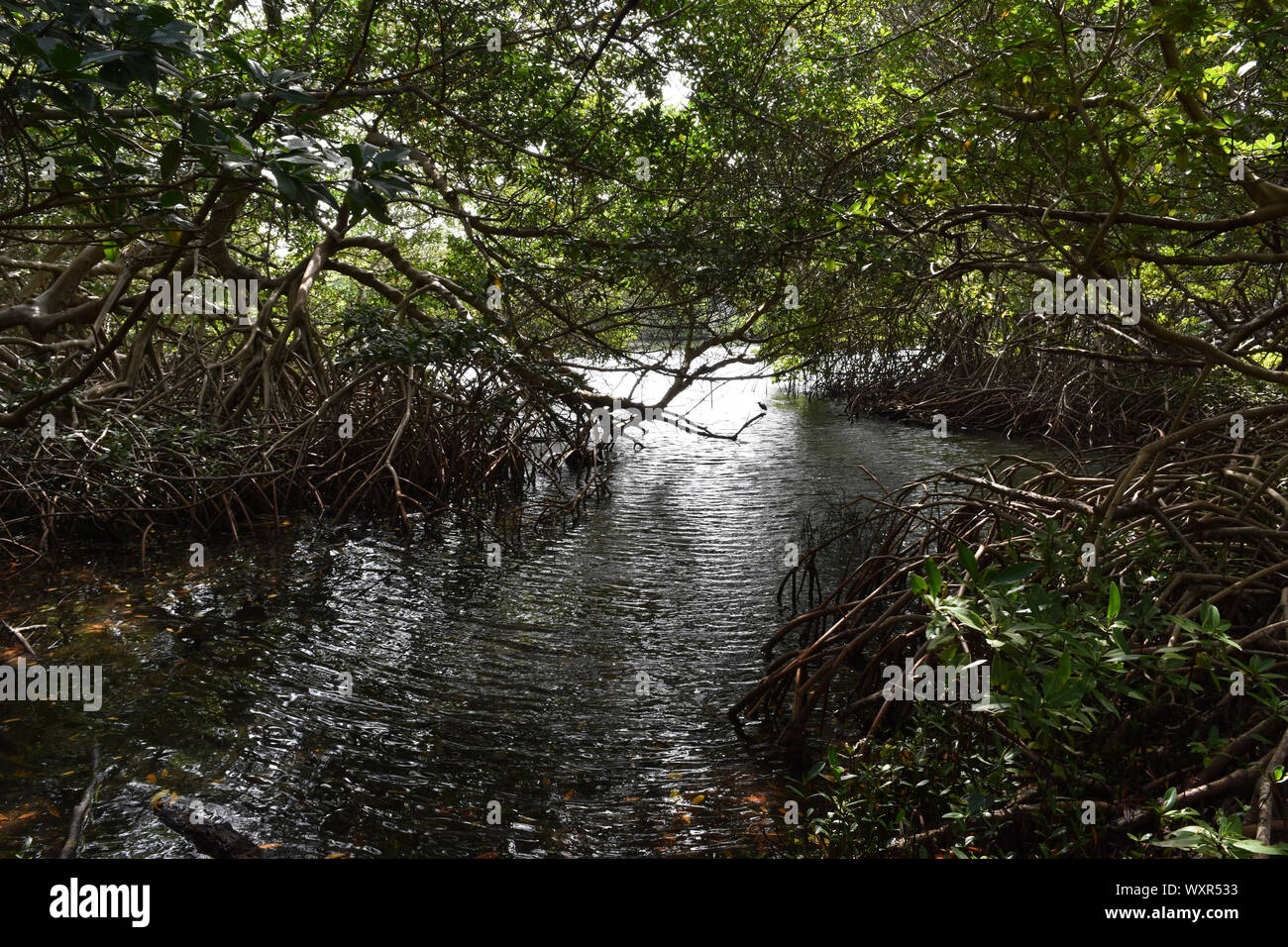 Mangrove trees lining the sides of a tidal inlet Stock Photo - Alamy