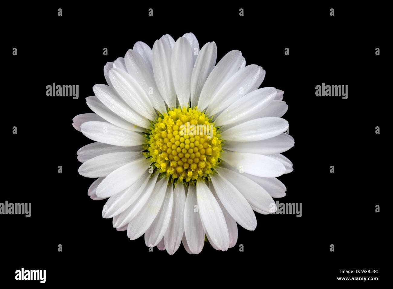 Common Daisy flower head isolated against a black background Stock ...