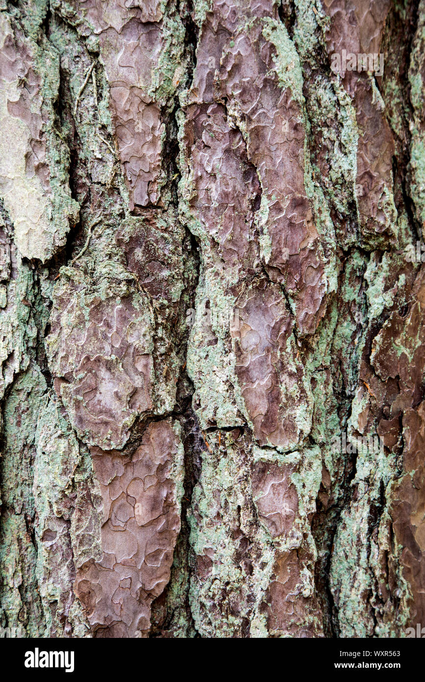 Gnarled tree bark hi-res stock photography and images - Alamy