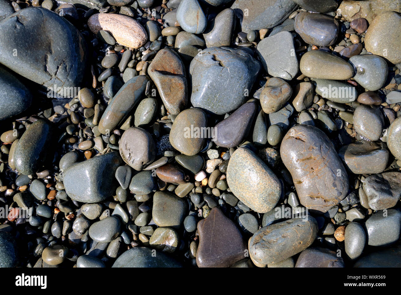 Assorted pebbles and stones on a pebble strewn beach Stock Photo - Alamy