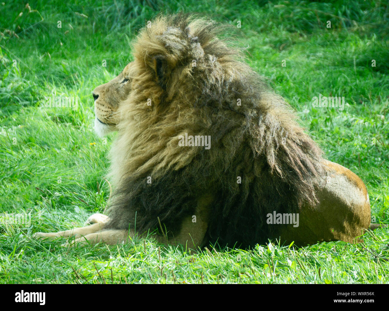 African Lion Calgary Zoo Alberta Stock Photo - Alamy