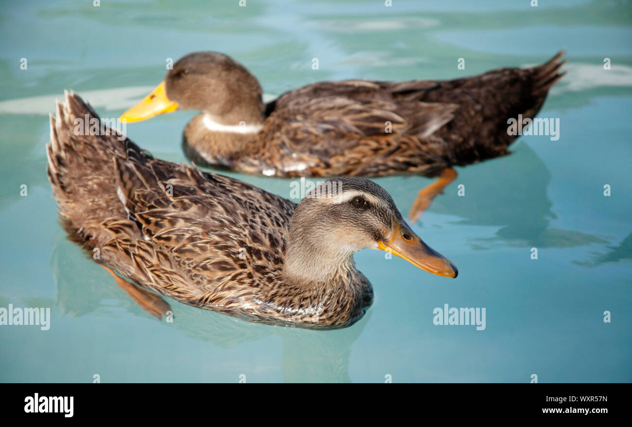 ducks swims in the pool Stock Photo - Alamy