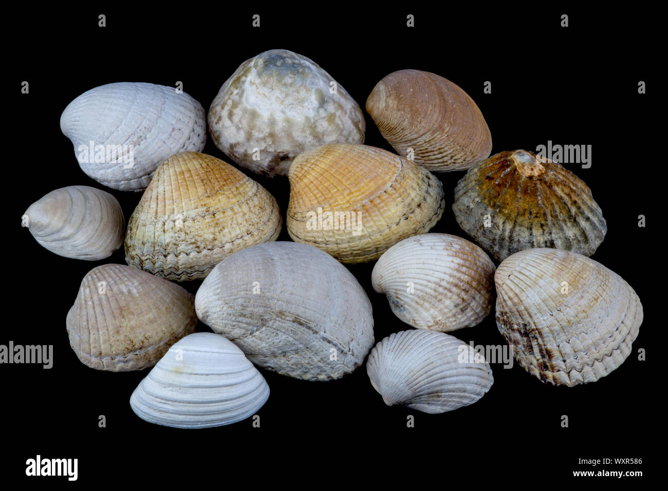 Common sea shells hi-res stock photography and images - Alamy