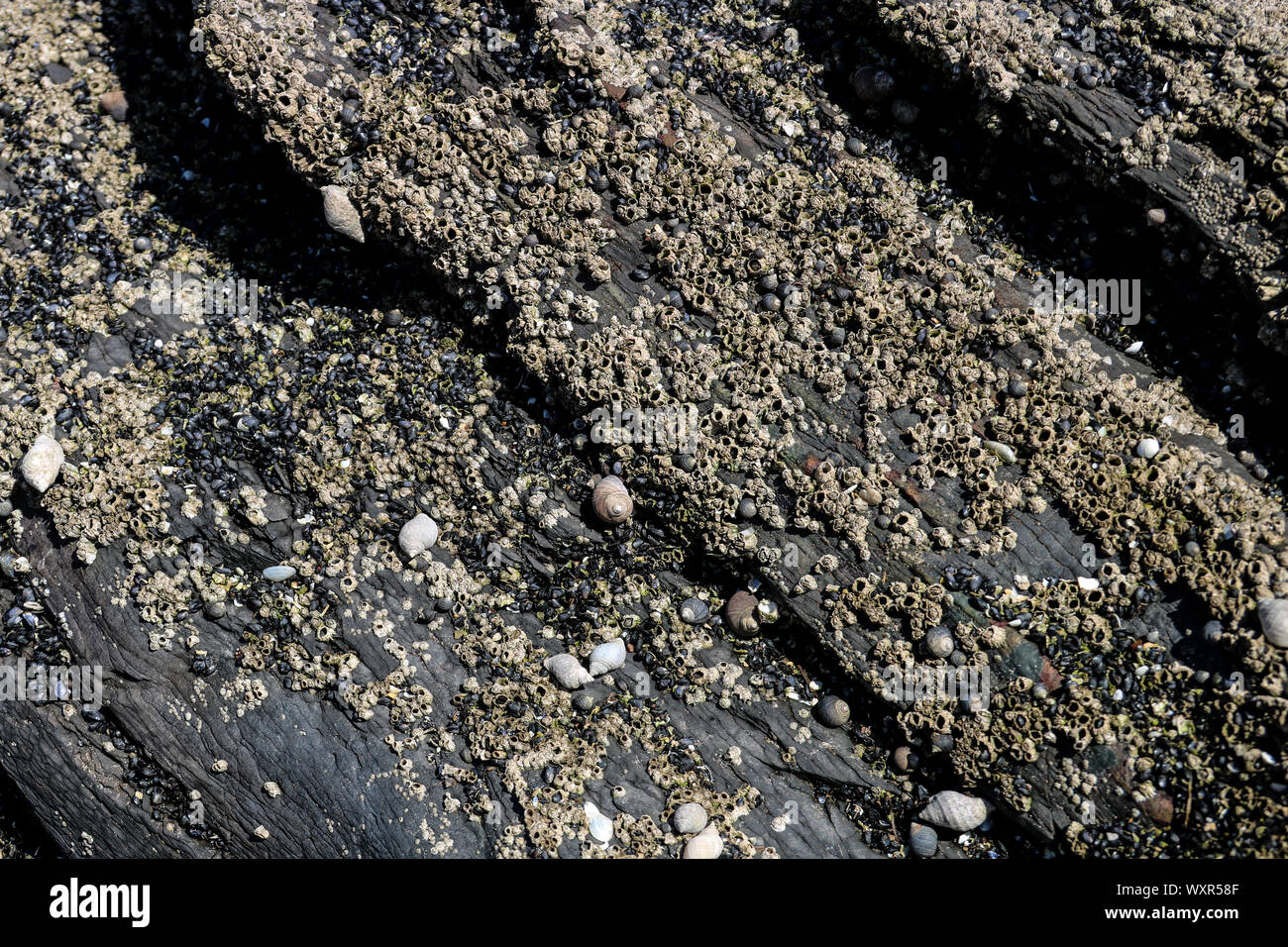 Shellfish and barnacle encrusted coastal rock formation Stock Photo - Alamy