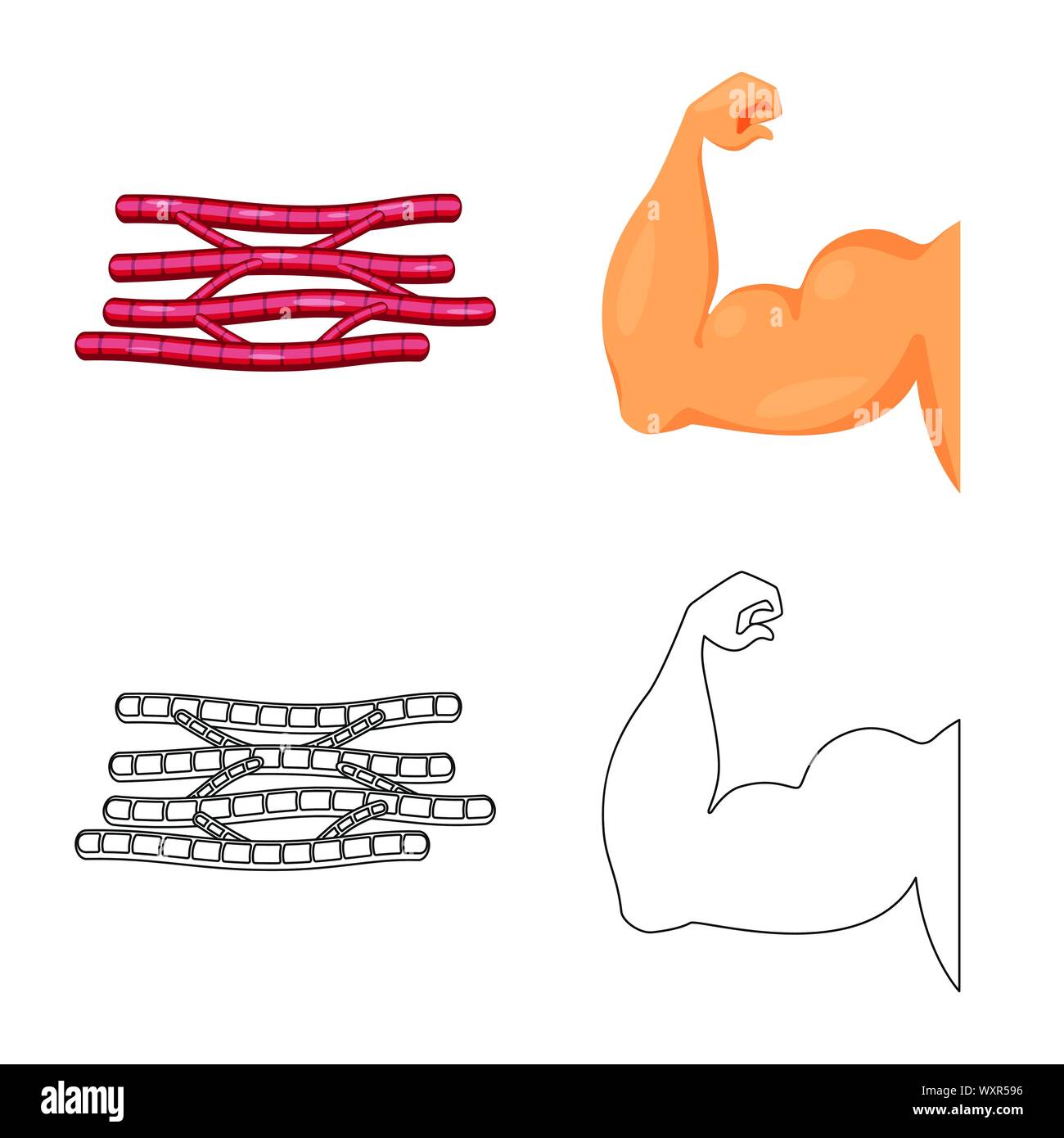 Vector illustration of fiber and muscular icon. Collection of fiber and ...