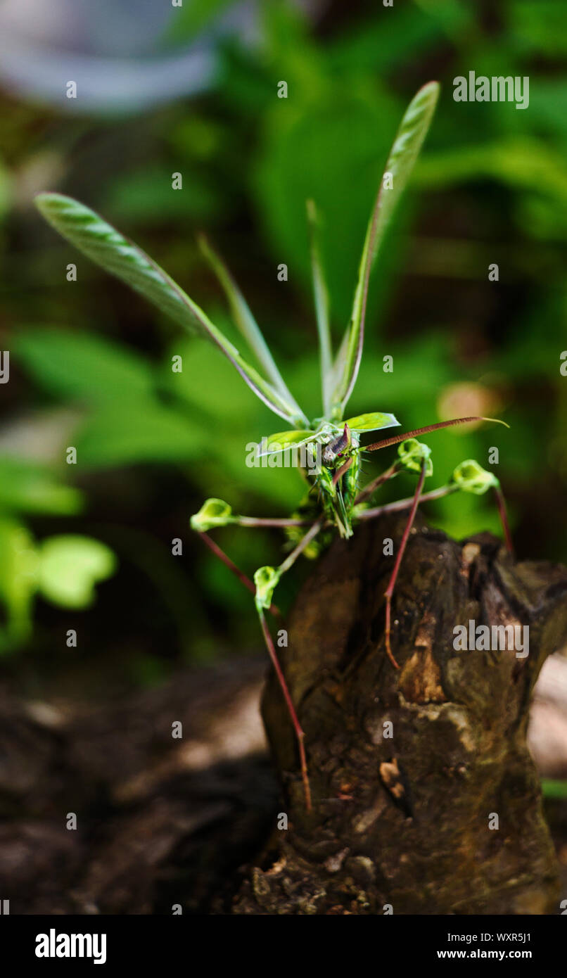 The Flower Mantis is a large and colourful predator of the lush rainy ...