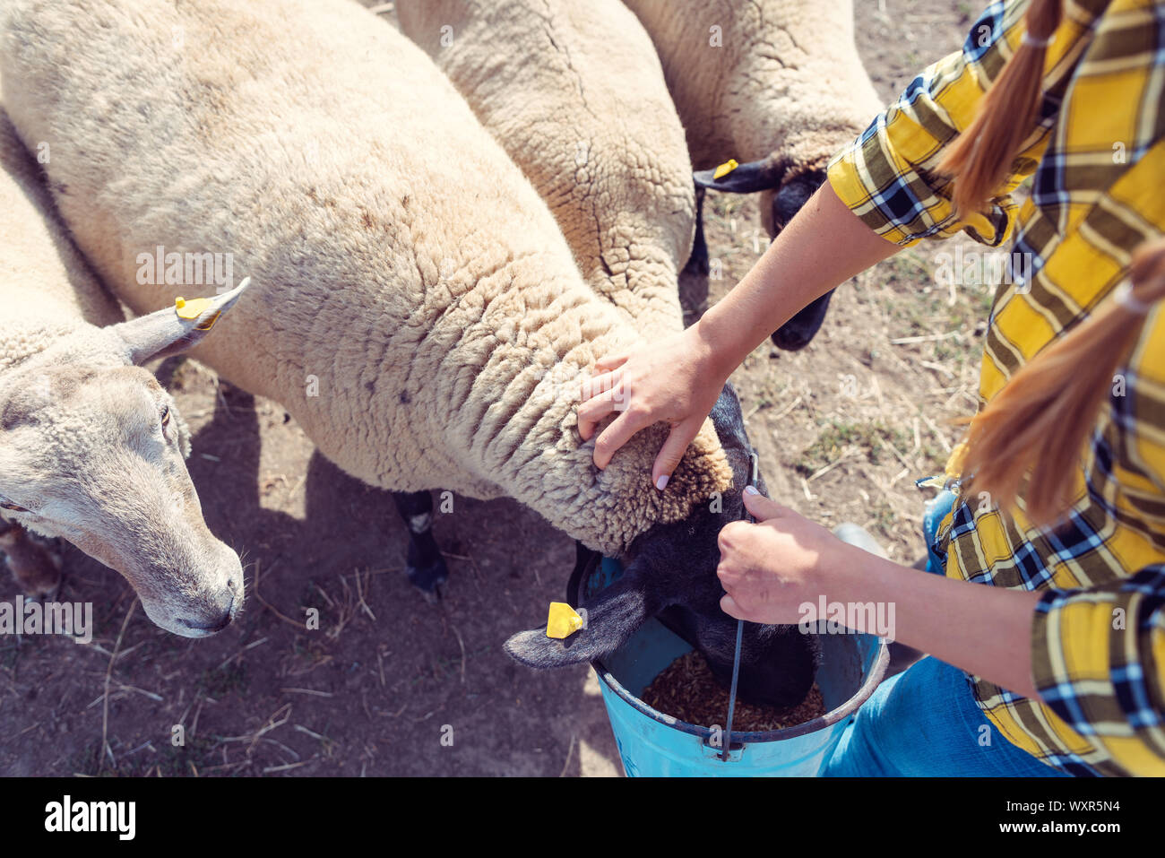 Sheep eating being fed by the farmer, top down view Stock Photo - Alamy