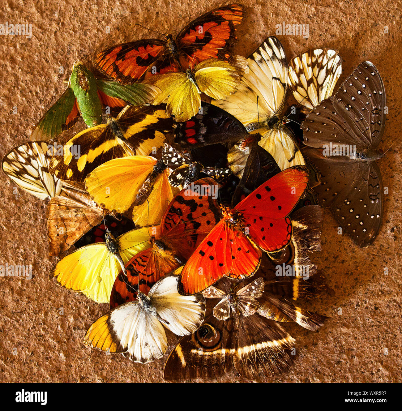 Group butterflies moths pollen hi-res stock photography and images - Alamy