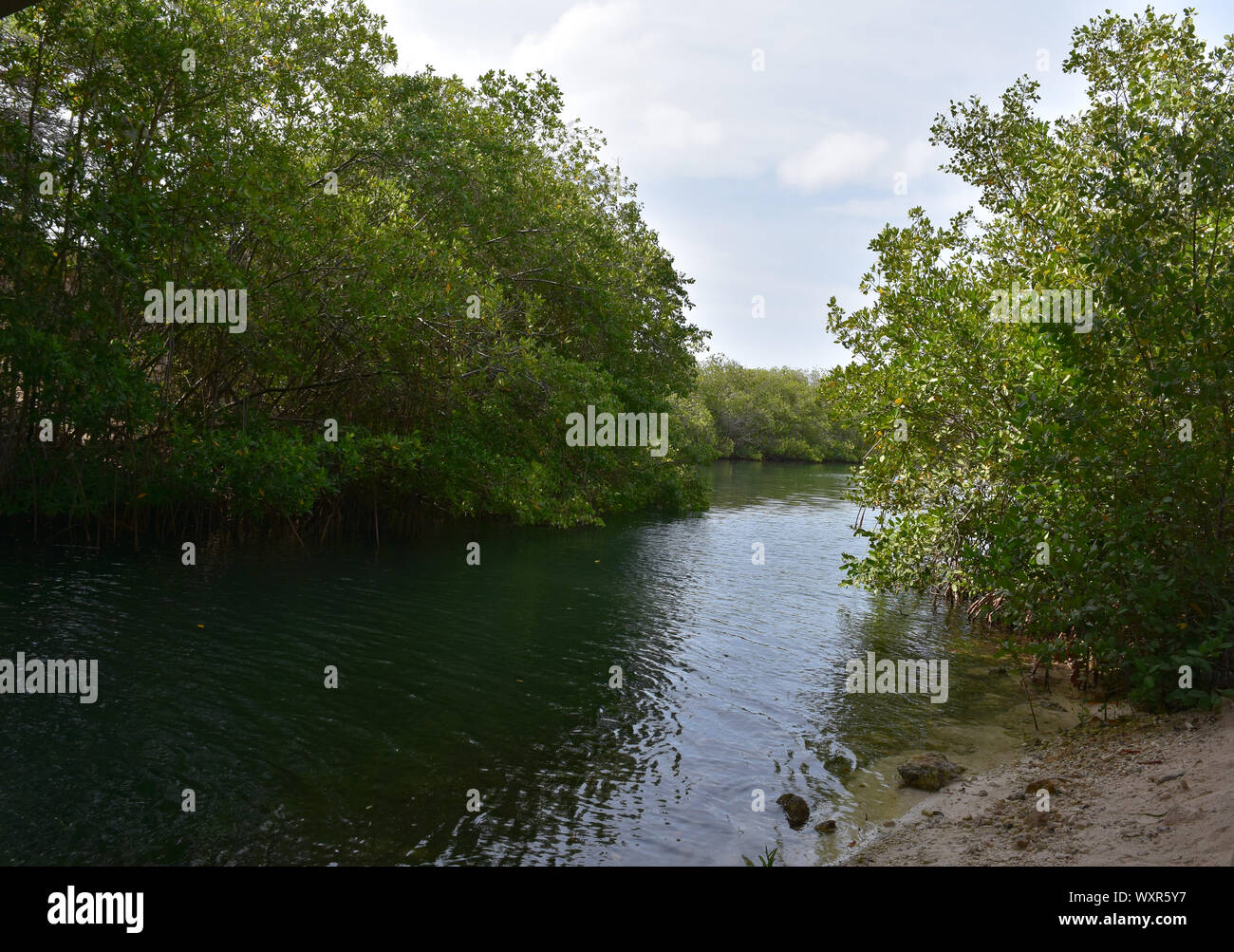 Spanish Lagoon flowing with mangroves in Aruba Stock Photo - Alamy