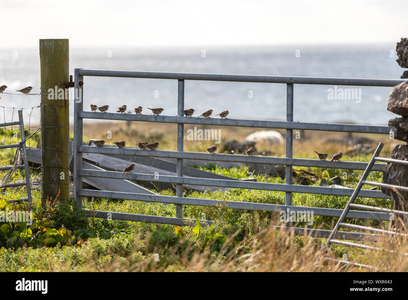 Group of sparrows in a metal gate hi-res stock photography and images ...