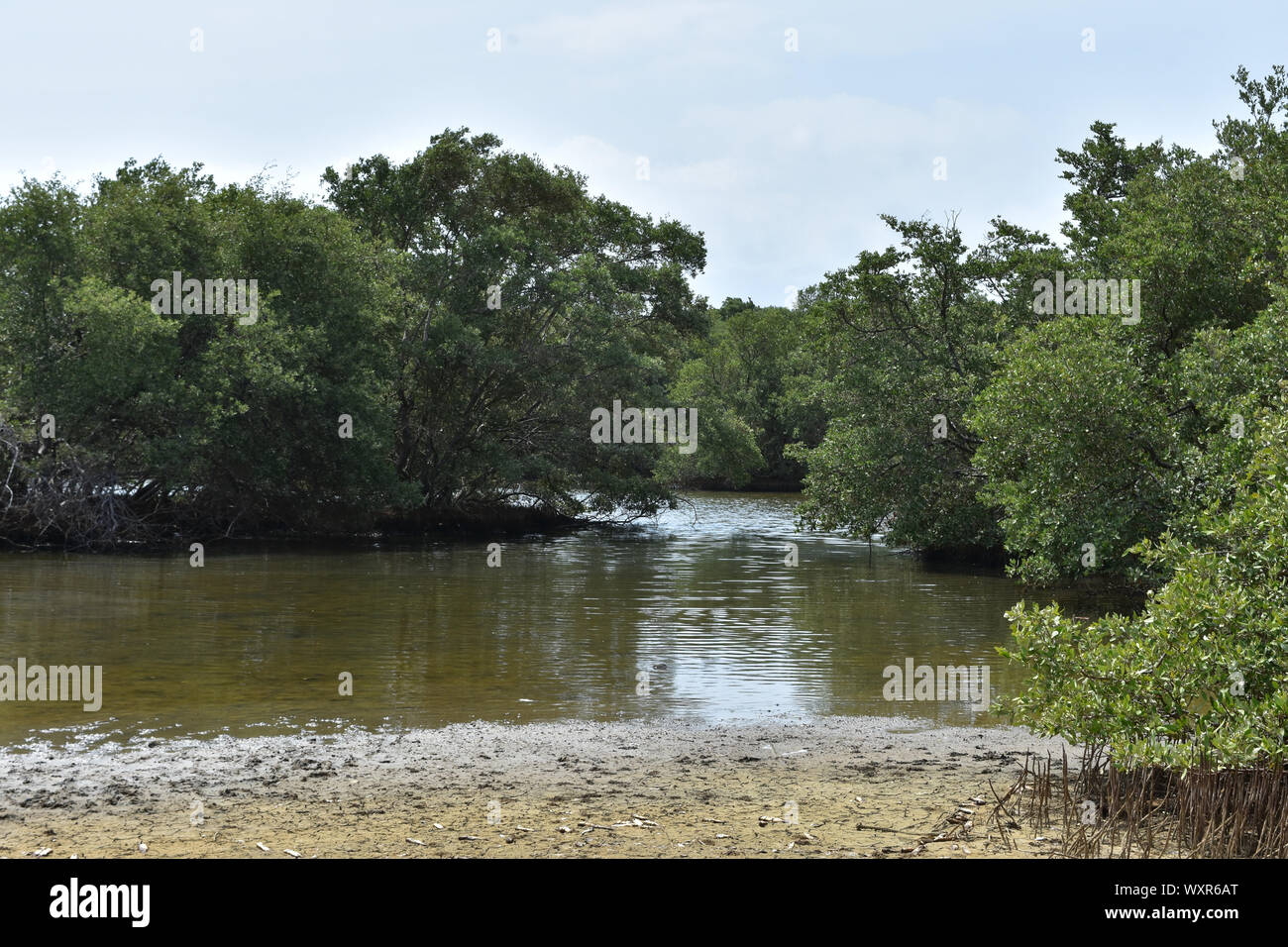 Tidal water flowing through the mangroves in the Spanish Lagoon in ...